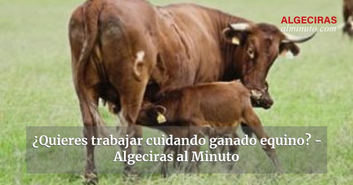 ¿Quieres trabajar cuidando ganado equino? - Algeciras al Minuto